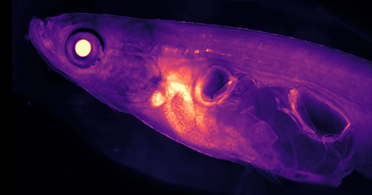 Exclusive: Janelia sunsets rodent work, launches transparent fish ...