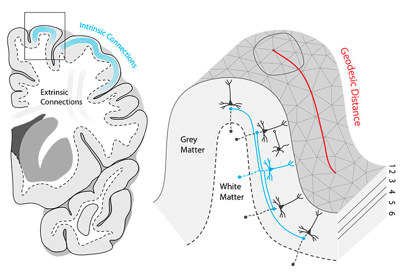 New technique maps topography of autism brain connections | The ...