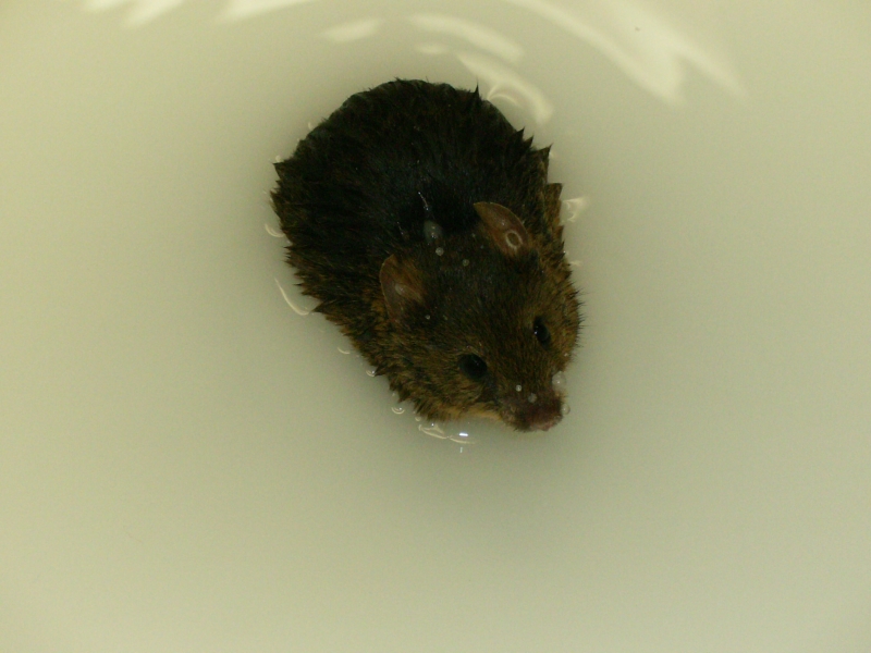 Mouse models for autism debut | The Transmitter: Neuroscience News and ...