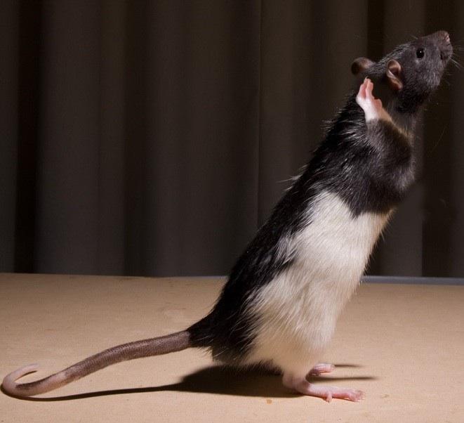 Autism mouse models may share defects in brain circuits | The ...