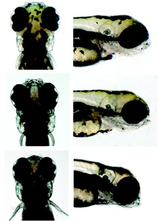 Fish study links chromosome 16 genes to head size | The Transmitter ...